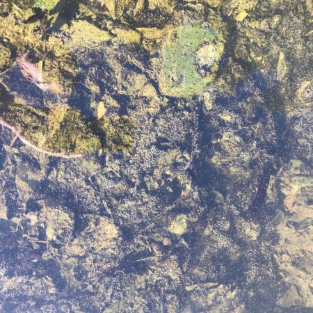 Desalus - Mt Woodson Golf Club Sees Dramatic Water Improvement with ...